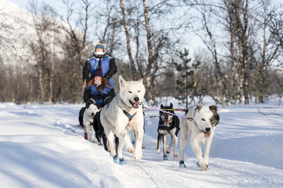 Fun and Easy Dog Sledding – Early Bird (Tromsø, Norway)