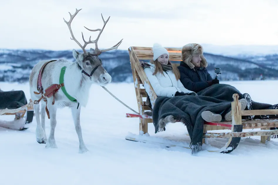 Long Reindeer Sledding, Feeding and Sami Culture