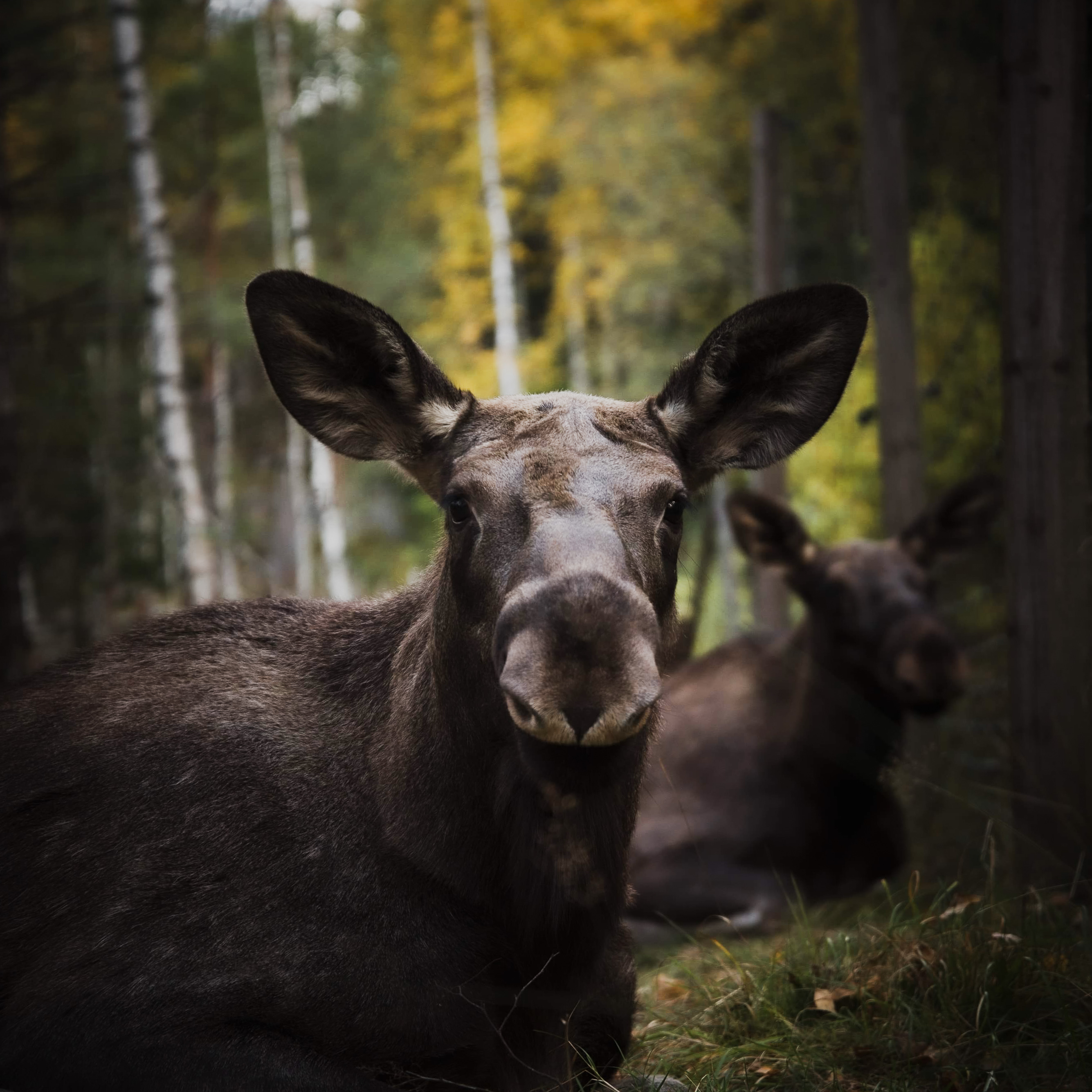 Moose Adventure: A 2-Day Expedition with Cozy Stay